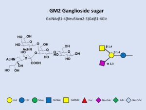 GM2 Ganglioside sugar - Akonscientific