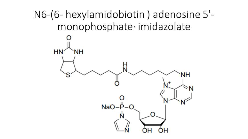 N6-(6- hexylamidobiotin ) adenosine 5′- monophosphate· imidazolate ...